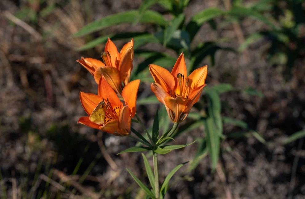 WBEA Annual Report 2022