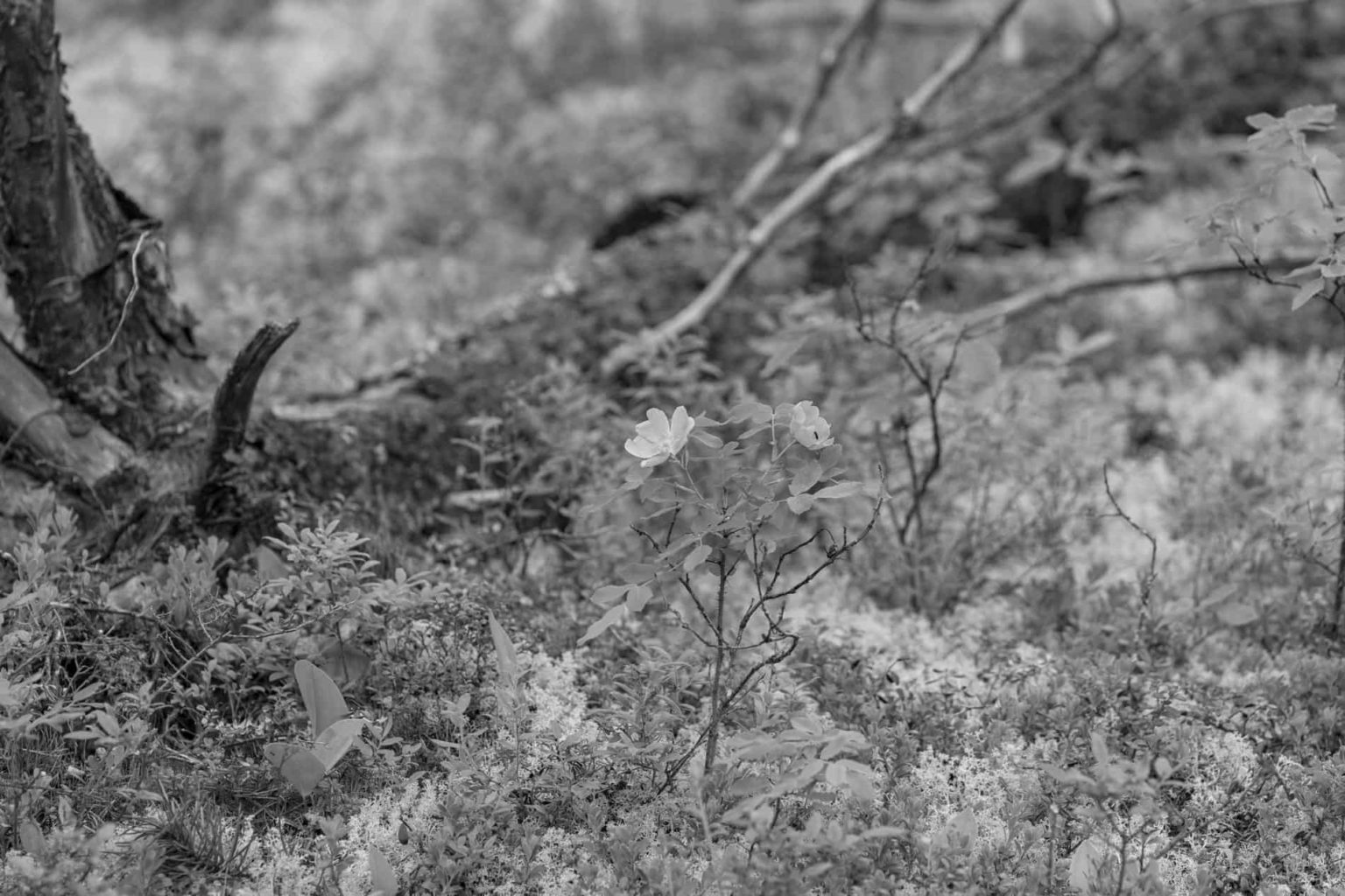 Governance & Membership - Wood Buffalo Environmental Association